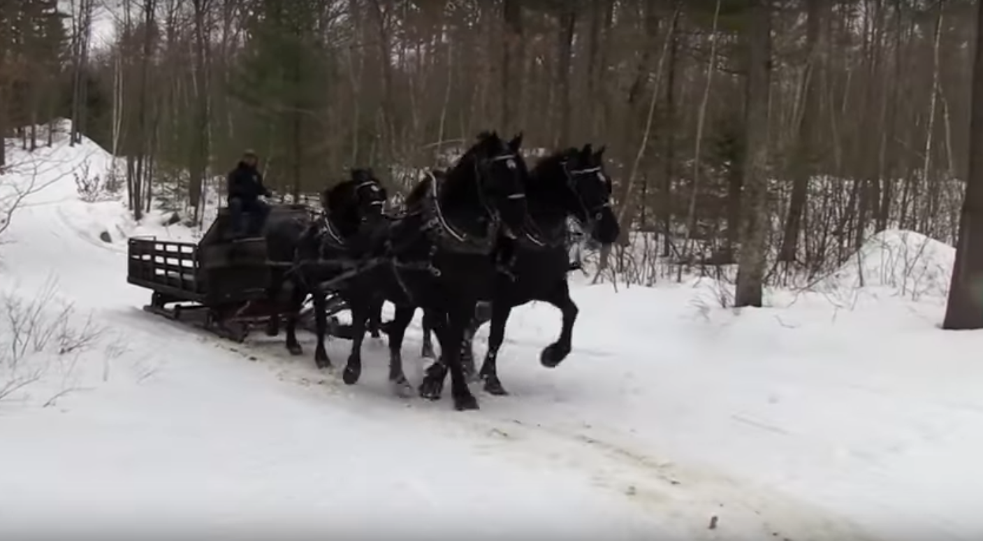This 60-Minute New Hampshire Sleigh Ride Takes You Through A Winter ...