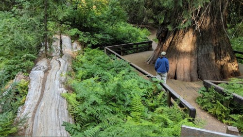 This Old-Growth Forest In Idaho Contains 3,000-Year-Old Trees