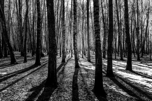 The Gowrow In Arkansas Is A Bizarre And Fascinating Creature