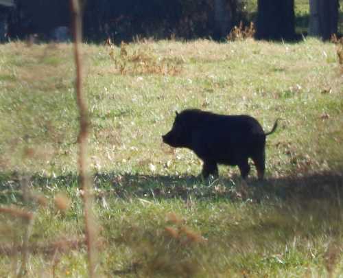 The Gowrow In Arkansas Is A Bizarre And Fascinating Creature