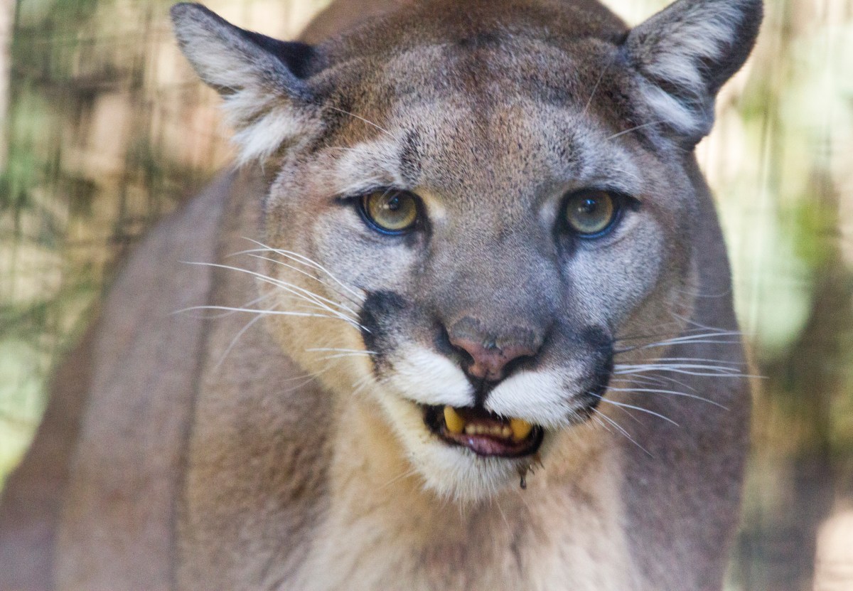 Out-Of-Place Wild Animals In Pittsburgh