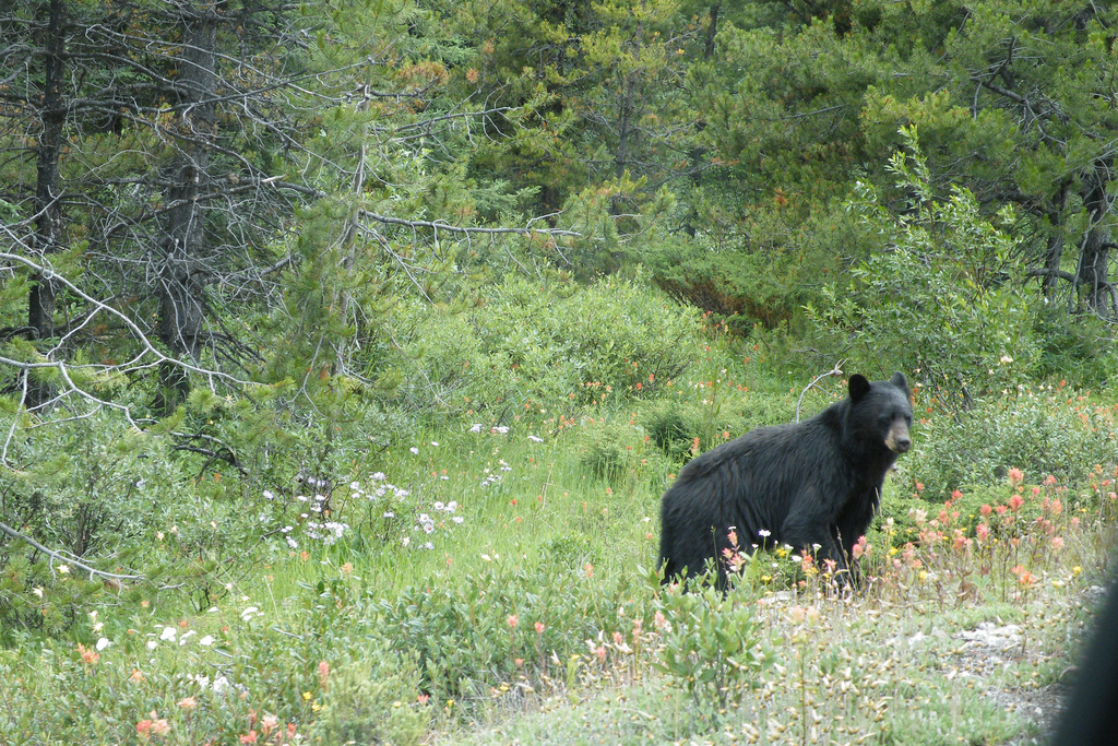 6 Wild Animals In Delaware That Will Leave You Speechless