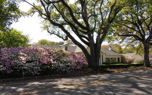 9 Best Places To See Flower Fields In Louisiana This Spring