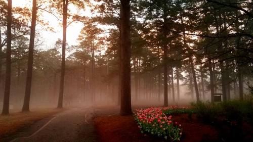 9 Best Places To See Flower Fields In Louisiana This Spring