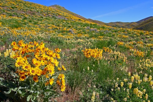 The 7 Best Places To See Wildflowers In Idaho In Spring