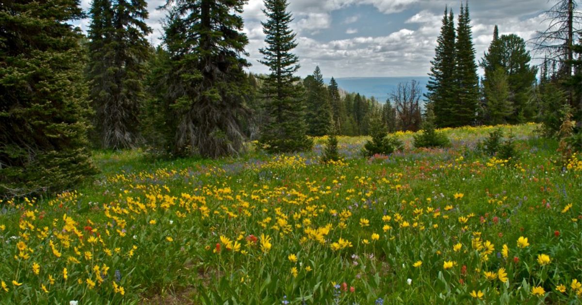 The 7 Best Places To See Wildflowers In Idaho In Spring