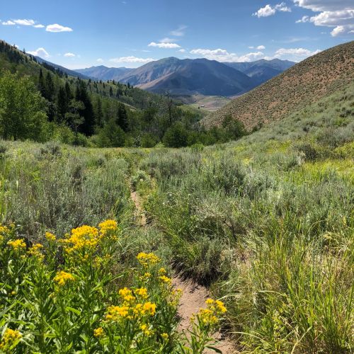 The 7 Best Places To See Wildflowers In Idaho In Spring