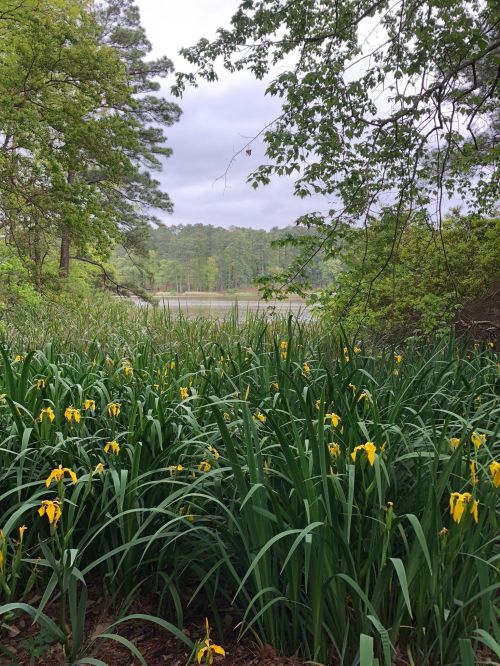 9 Best Places To See Flower Fields In Louisiana This Spring