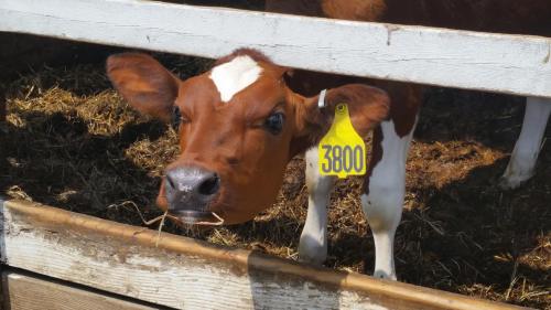 Vanderwende Creamery Makes The Best Ice Cream In Delaware