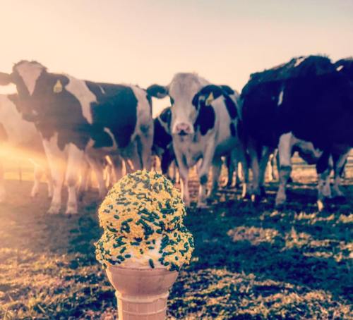 Vanderwende Creamery Makes The Best Ice Cream In Delaware
