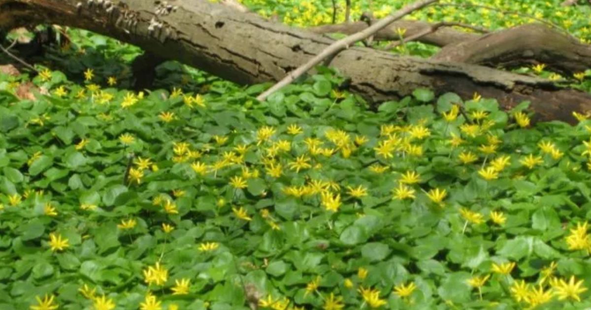 The 7 Best And Most Beautiful Places To See Wildflowers In Ohio This Spring
