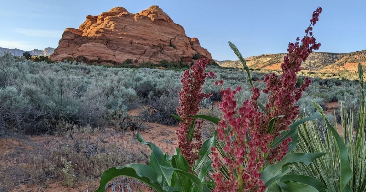 These Dazzling Desert Wildflowers In Utah Should Be On Your Spring ...