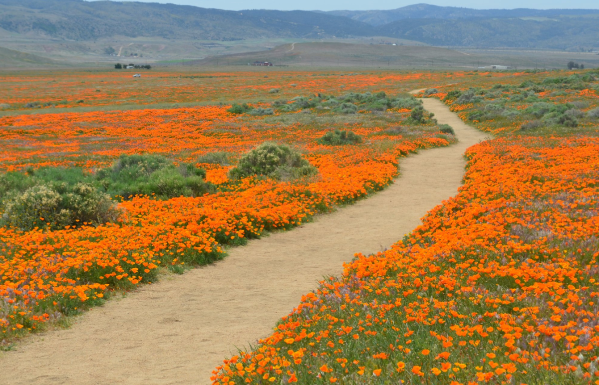 The Poppy Fields In Southern California Are Vibrant And Beautiful