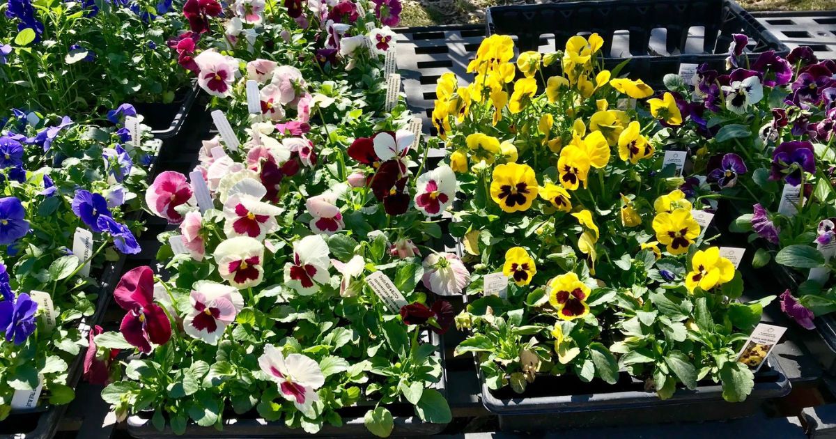The Flower Farm In Gardner Is A Magical Place In Kansas