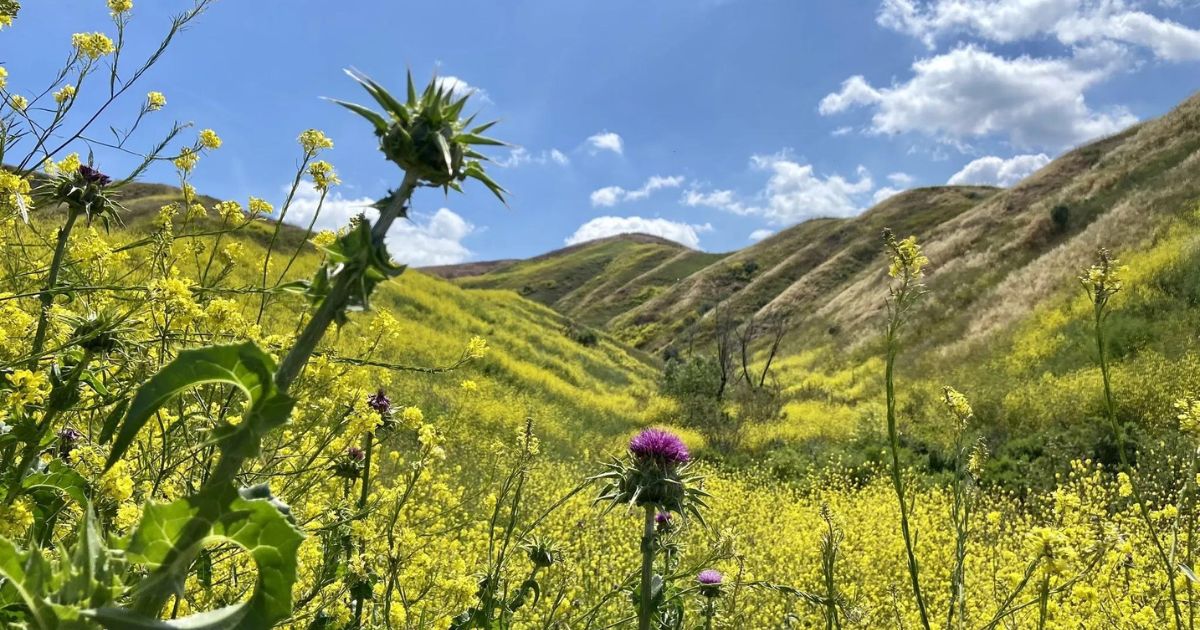 Bane Canyon Loop Trail: See Wildflowers In Southern California