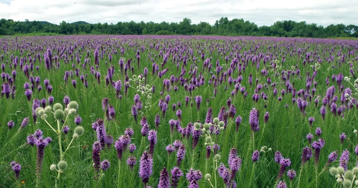 9 Flower Fields In Arkansas For An Eye-Popping Road Trip