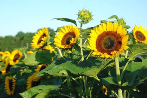 Sunflower Fields In Mississippi: A Beautiful Road Trip