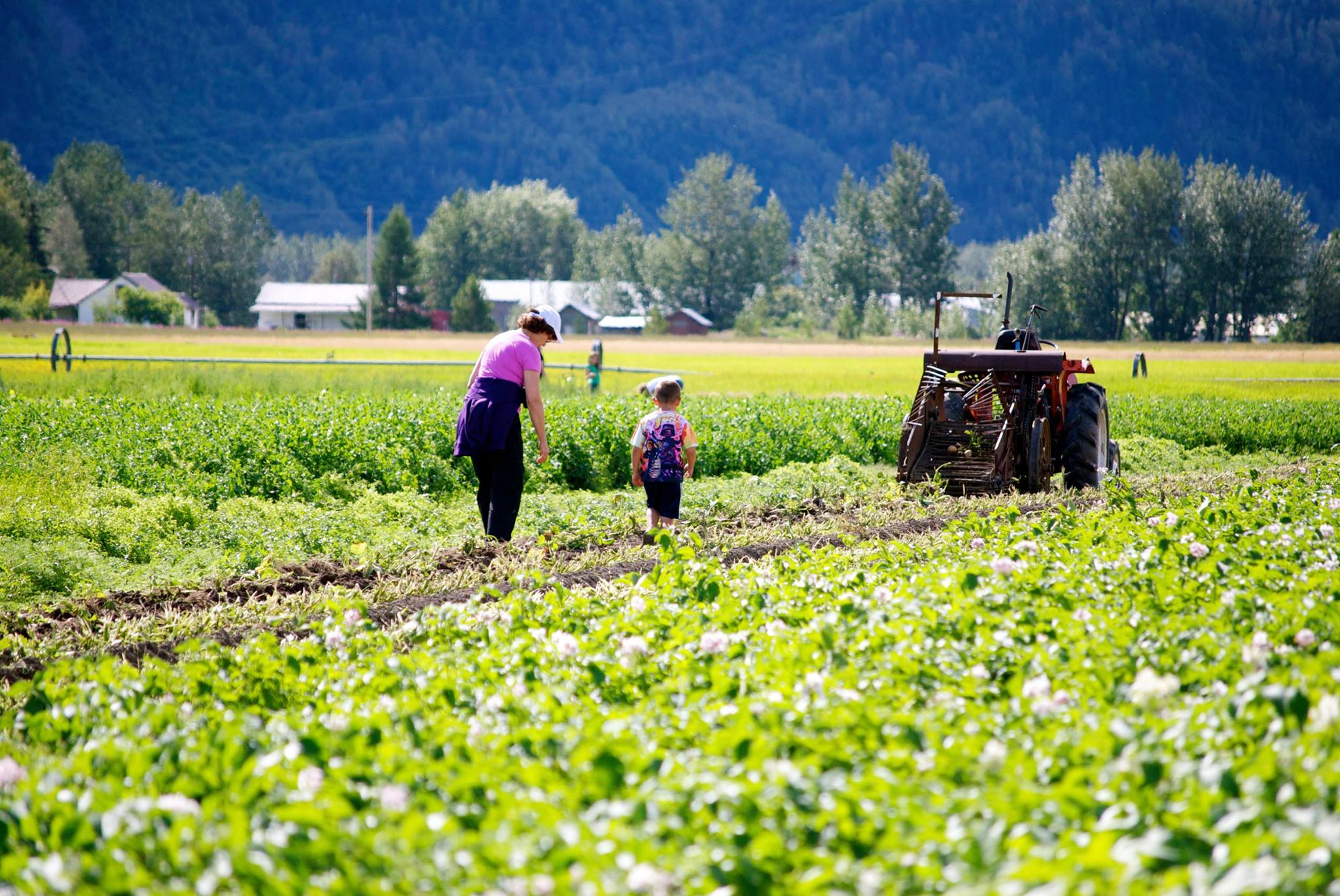 This 277 Acre U-Pick Vegetable Farm In Alaska Is The Perfect Way To ...