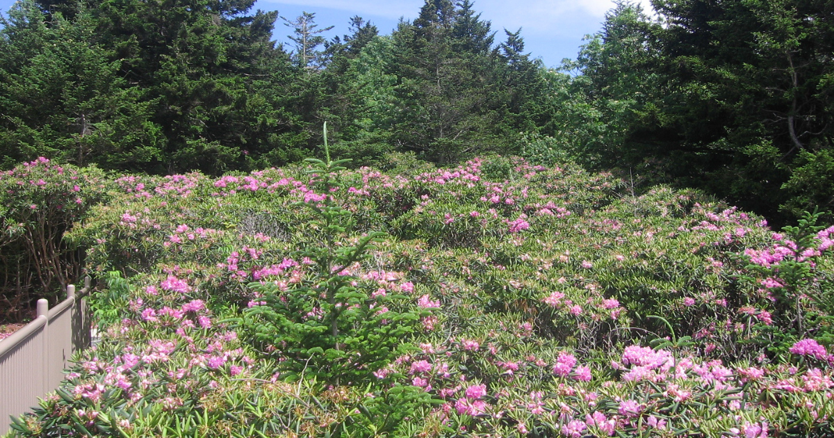 7 Of The Best Wildflower Hikes In Tennessee
