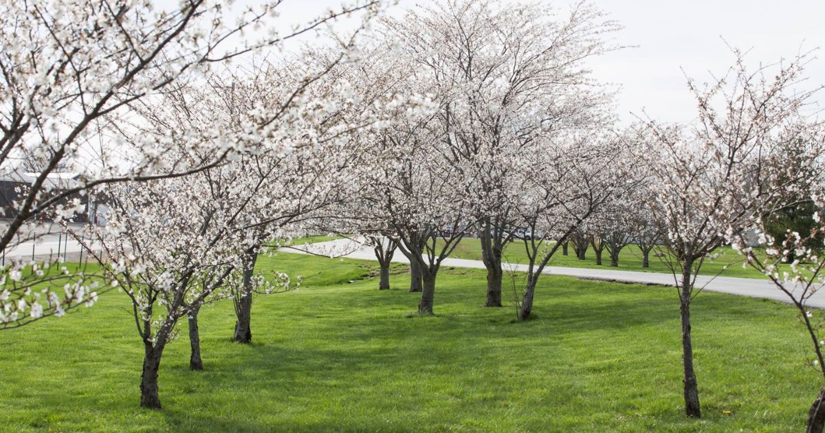 The Cherry Blossom Festival In Missouri Is A Must Visit This Spring