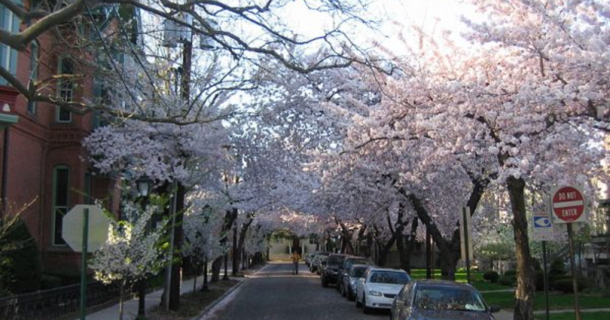 This Connecticut City Was Named One Of The Best Places To See Cherry ...