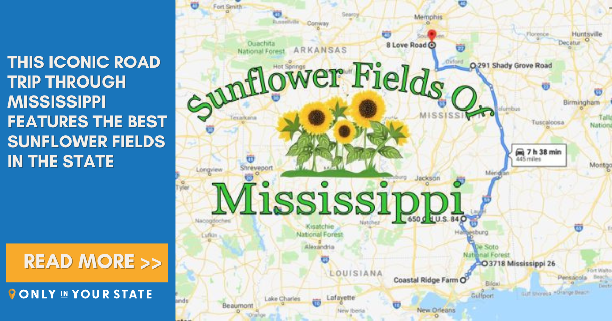 Take This Road Trip To The 5 Most Eye-Popping Sunflower Fields In ...