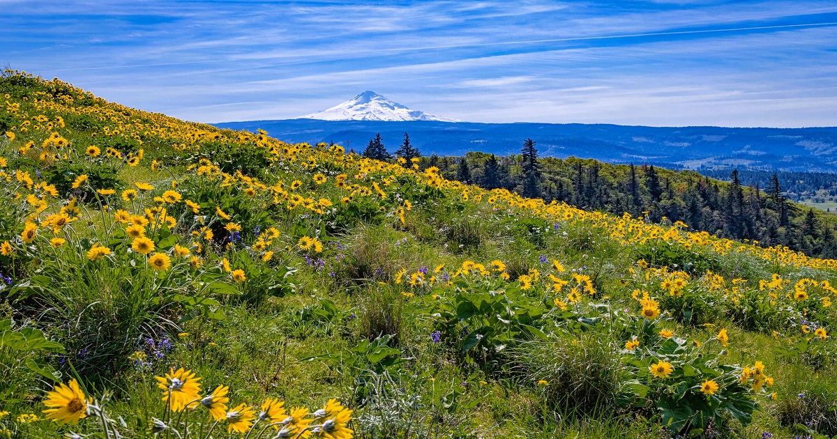 Prettiest Wildflowers In Oregon: Tom McCall Preserve At Rowena