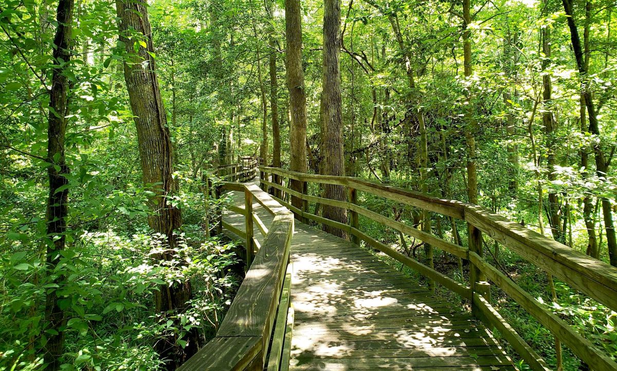 South Carolina's Boardwalk Loop Trail Is A Breathtaking Forest Trek