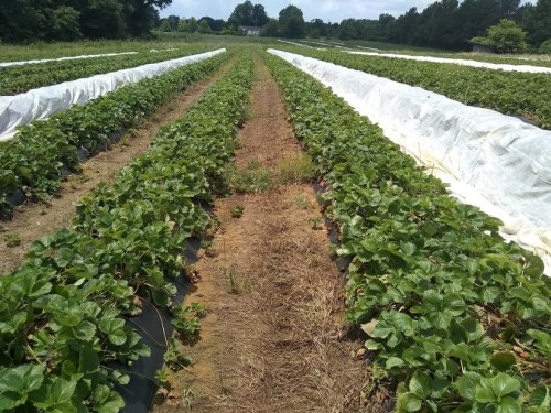 U-Pick Strawberry Farm In Arkansas: The Cabot Patch
