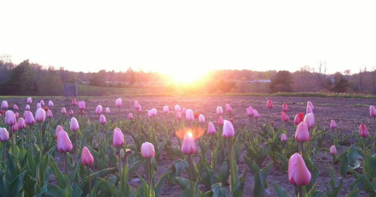 U-Pick Flower Farm In Maine Is The Perfect Way To Spend A Day