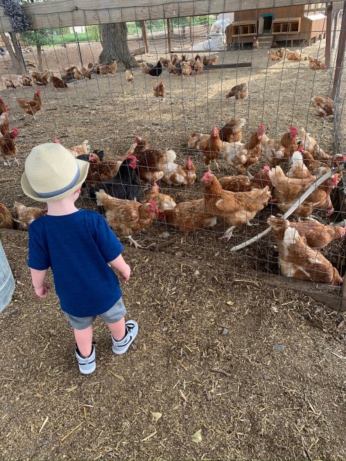 Pick Your Own Strawberries At Mortimer Farms In Arizona