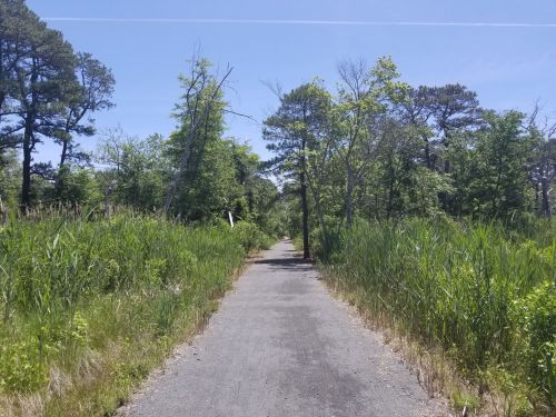 Walking Dunes Trail Is An Amazing Beach Hike In Delaware