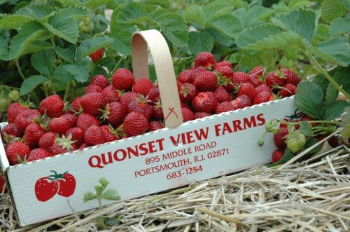 These 8 Fruit Farms In Rhode Island Are Perfect For Berry Picking