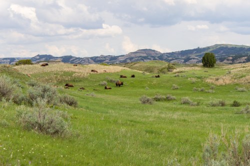 Where To See Buffalo In North Dakota: Theodore Roosevelt NP
