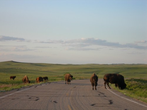 Where To See Buffalo In North Dakota: Theodore Roosevelt NP