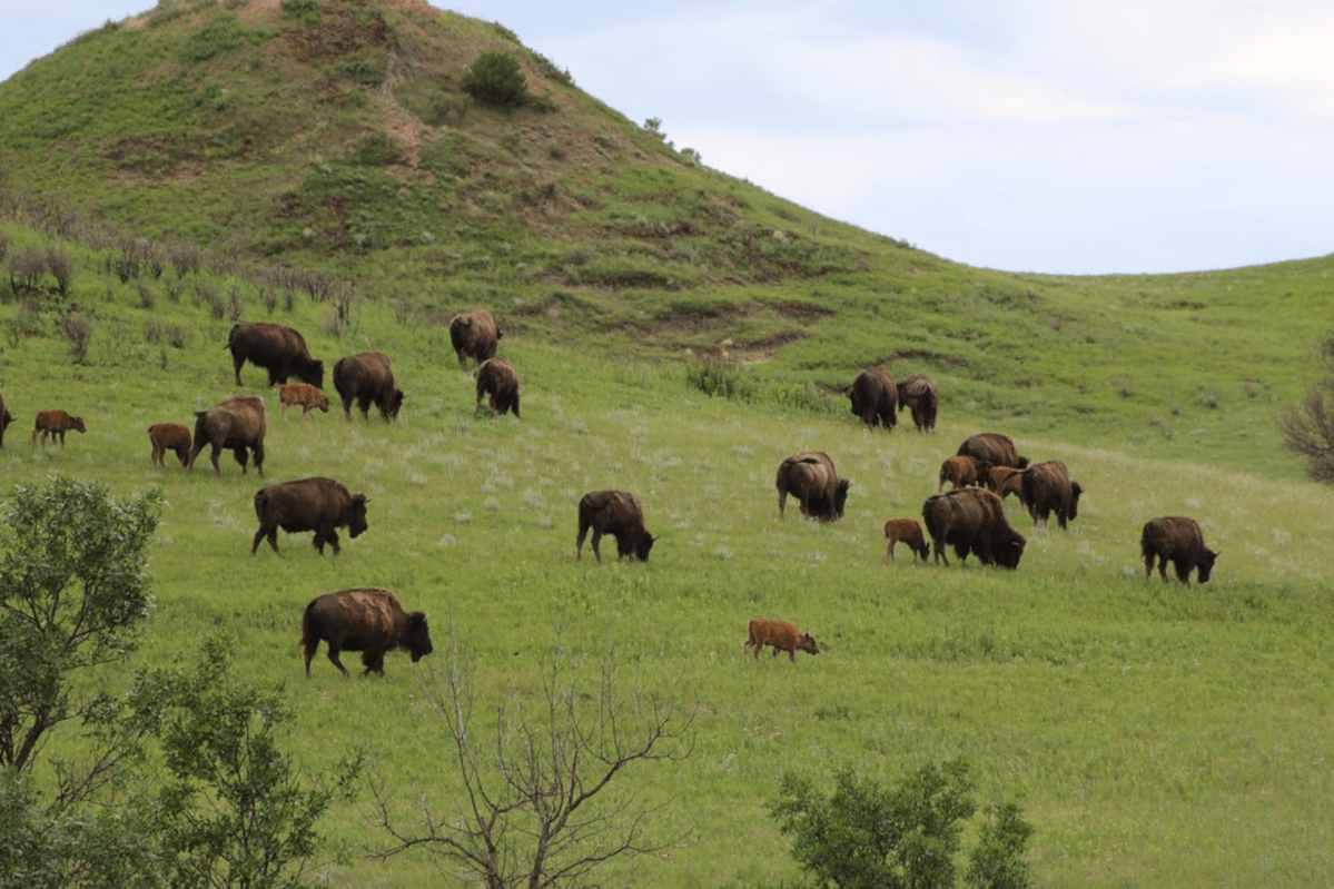 Where To See Buffalo In North Dakota: Theodore Roosevelt NP