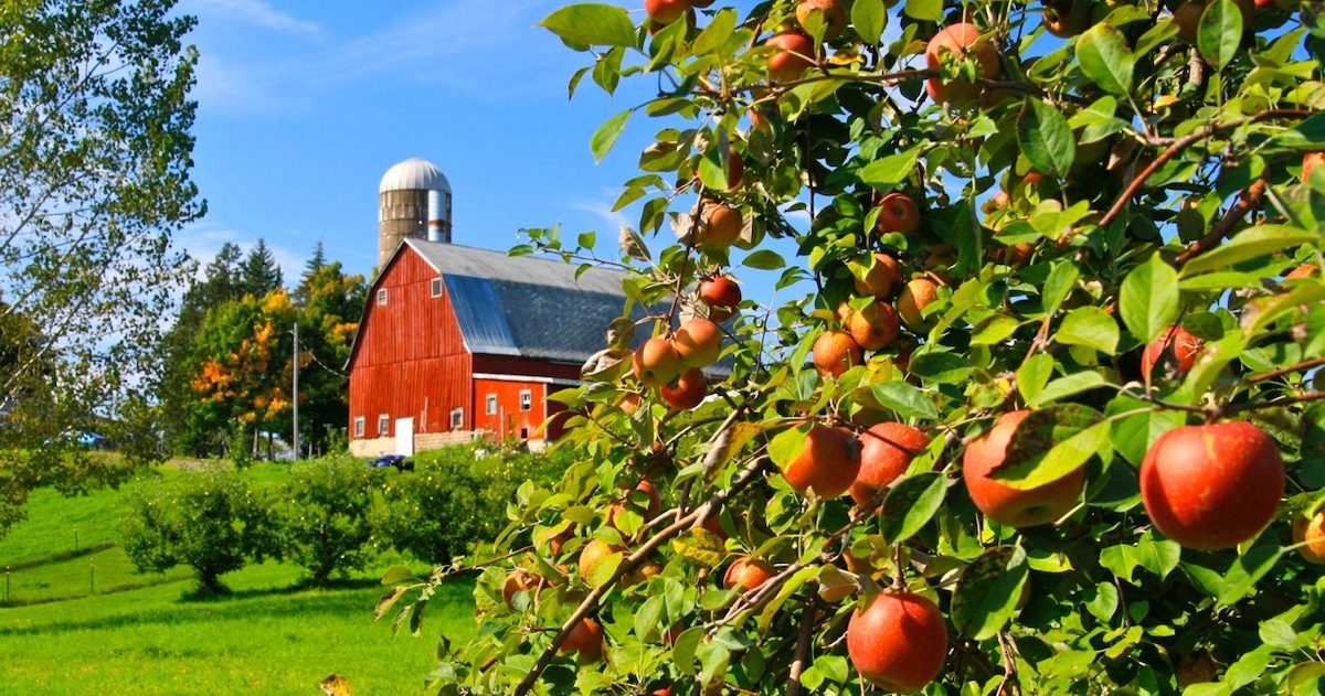 9 Best Apple Orchards In Minnesota For A Fall Day