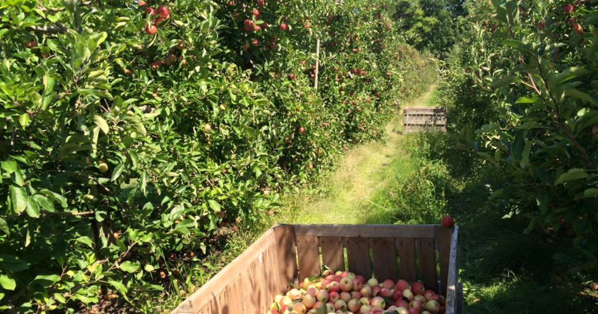 Go Apple Picking At The 10 Best Apple Orchards In Pennsylvania