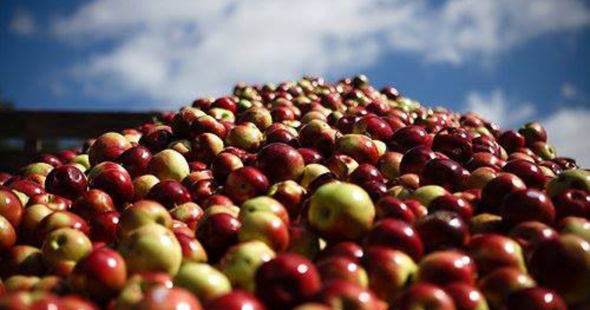 The 6 Best Apple Orchards In Connecticut For A Fall Day