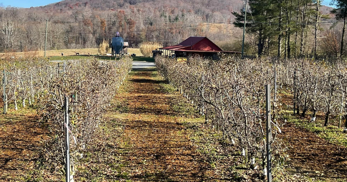 7 Best Apple Orchards In Georgia