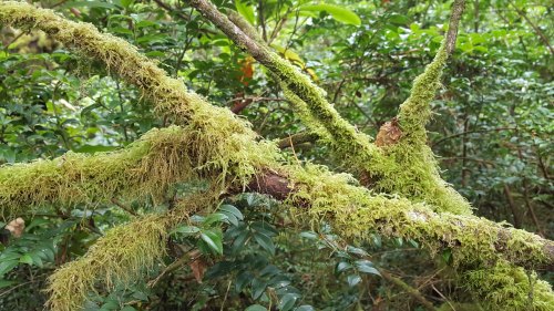 Reach Hobbit Beach In Florence, Oregon On This Magical Trail