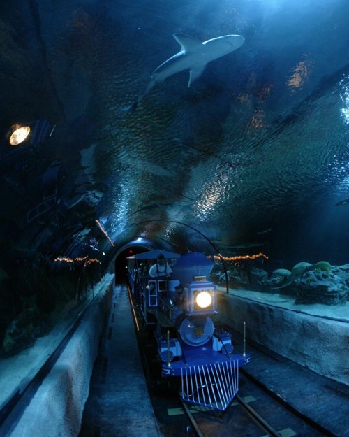 Shark Voyage: An Incredible Underwater Aquarium Train Ride In Texas