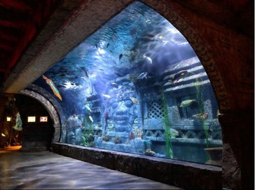 Shark Voyage: An Incredible Underwater Aquarium Train Ride In Texas