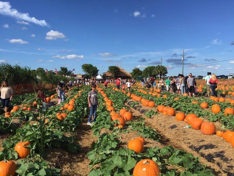 Bedner's Farm Pumpkin Patch: An Amazing Florida Pumpkin Farm