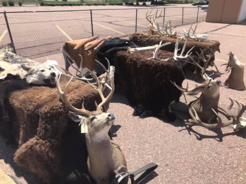 The Mile High Flea Market in Denver Is Absolutely Massive