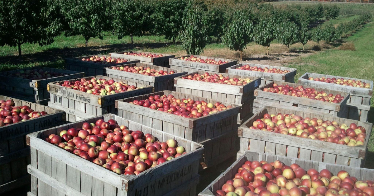4 Best Apple Orchards In West Virginia For A Fall Day