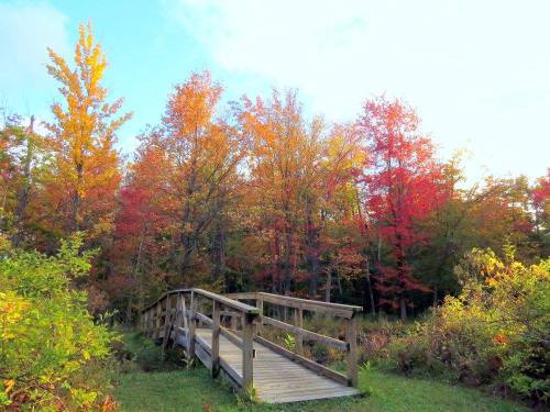Forests | Only In Buffalo