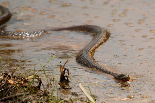4 Legends Of Kansas Cryptids That Might Be Lurking Now