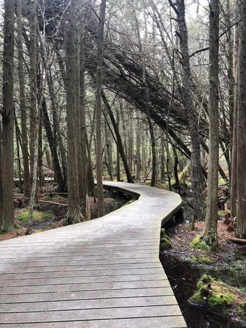 Best Hikes In Massachusetts: Atlantic White Cedar Swamp Trail