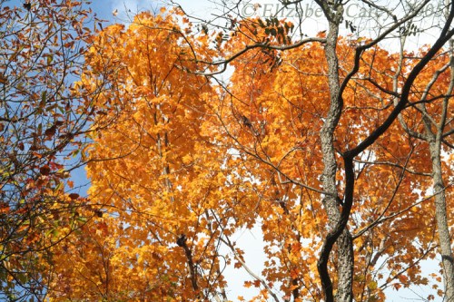 The Fall Foliage Drive In Indiana You Need To Do This Year